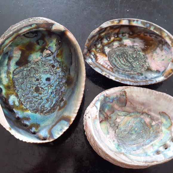 Accents | Stunning Pair Of Iridescent 6 Sea Abalone Shells Set Of 3 ...